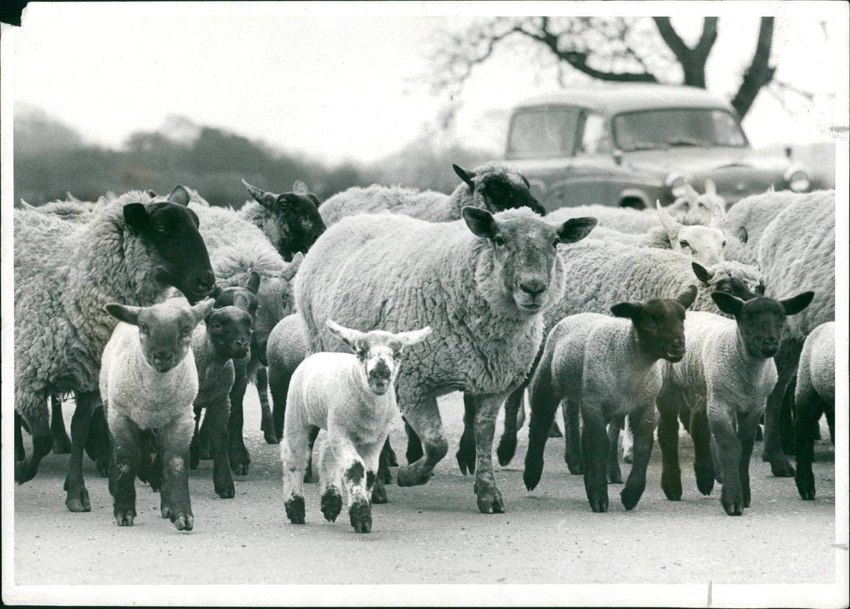 What Is British Wool?! – Oldfield Outfitters